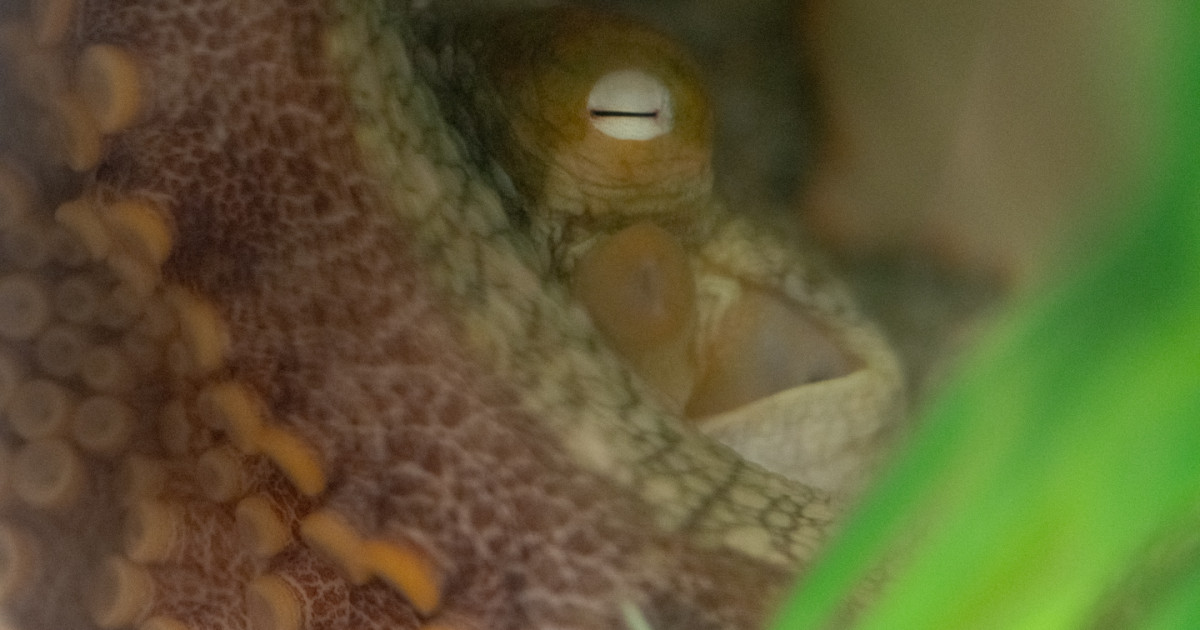 Research reveals octopuses as sensitive, long-distance lovers | Harvard FAS